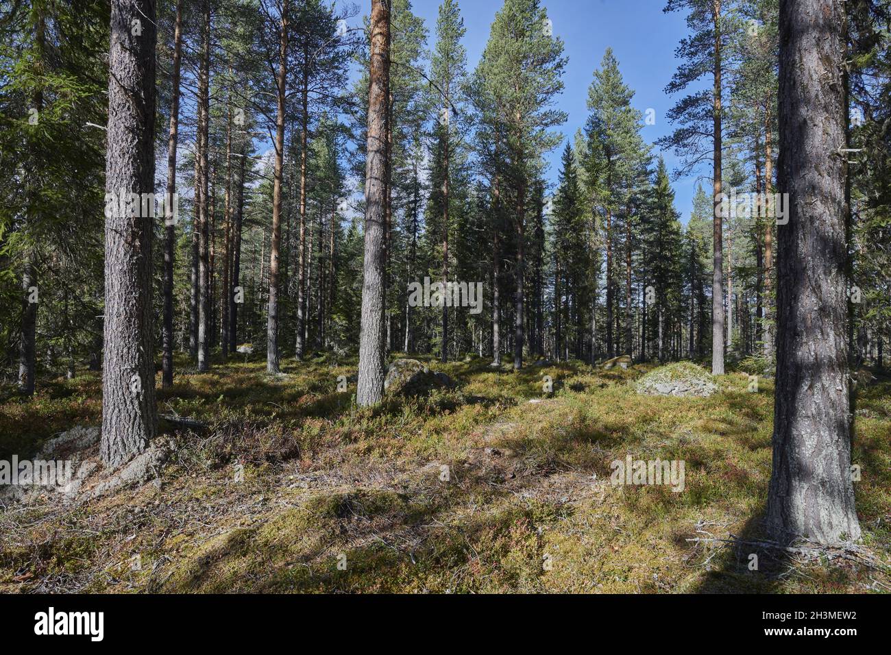Nationalpark hamra hi-res stock photography and images - Alamy