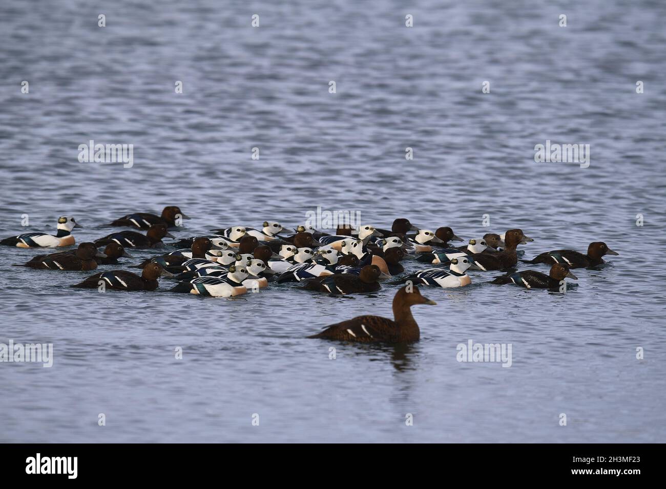 Pinto duck hi-res stock photography and images - Alamy