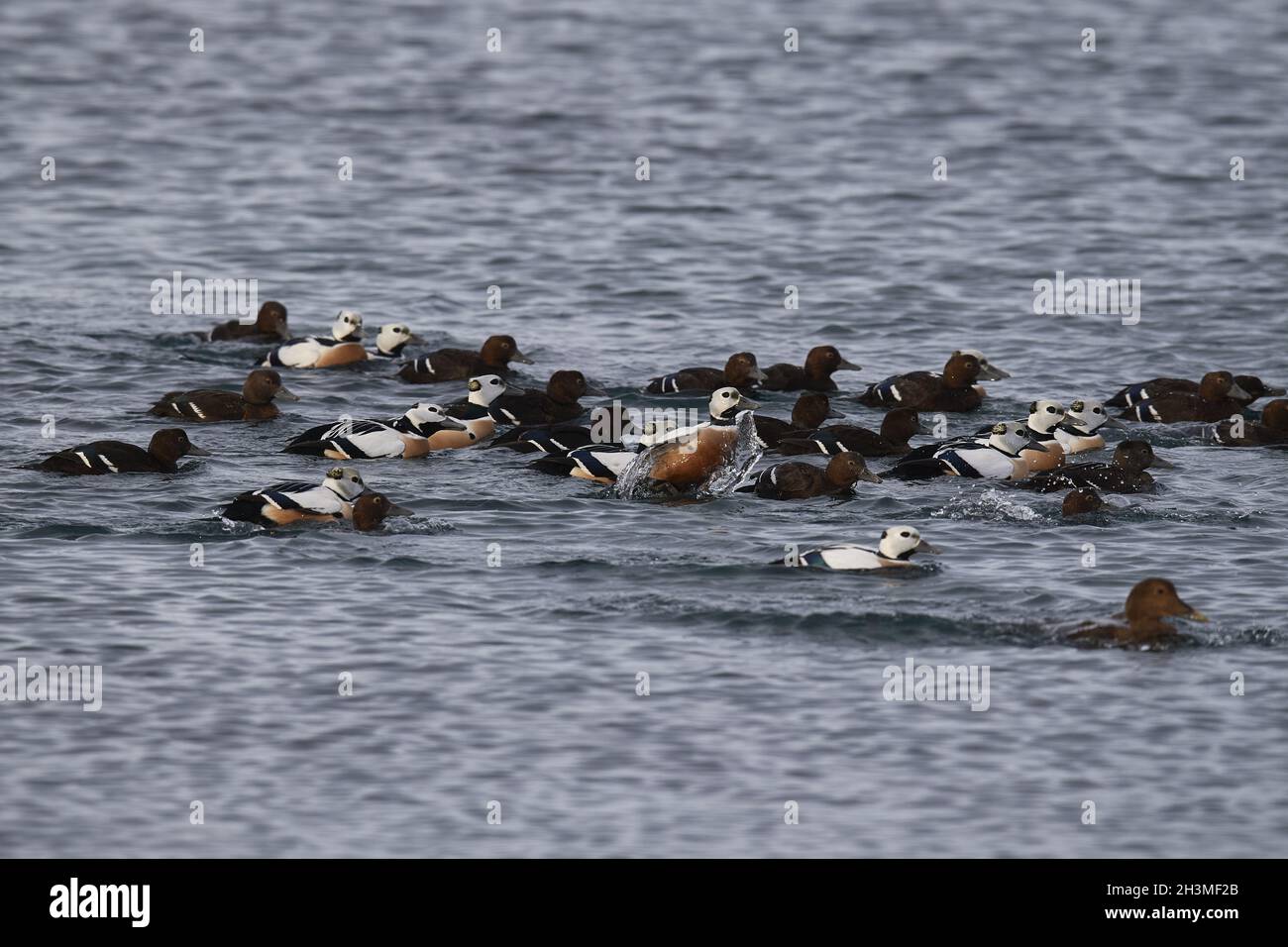 Pinto duck hi-res stock photography and images - Alamy