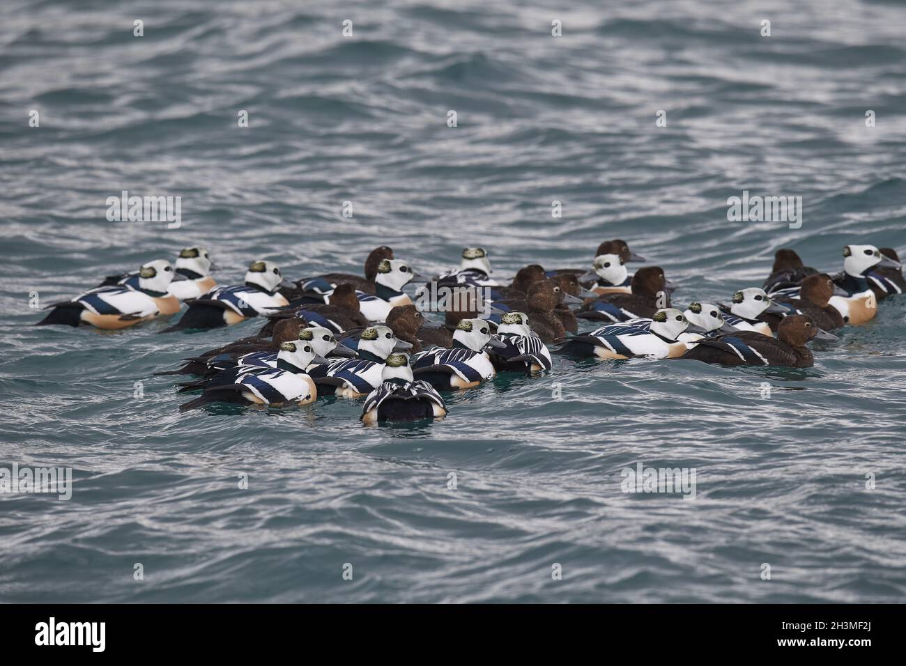 Pinto duck hi-res stock photography and images - Alamy