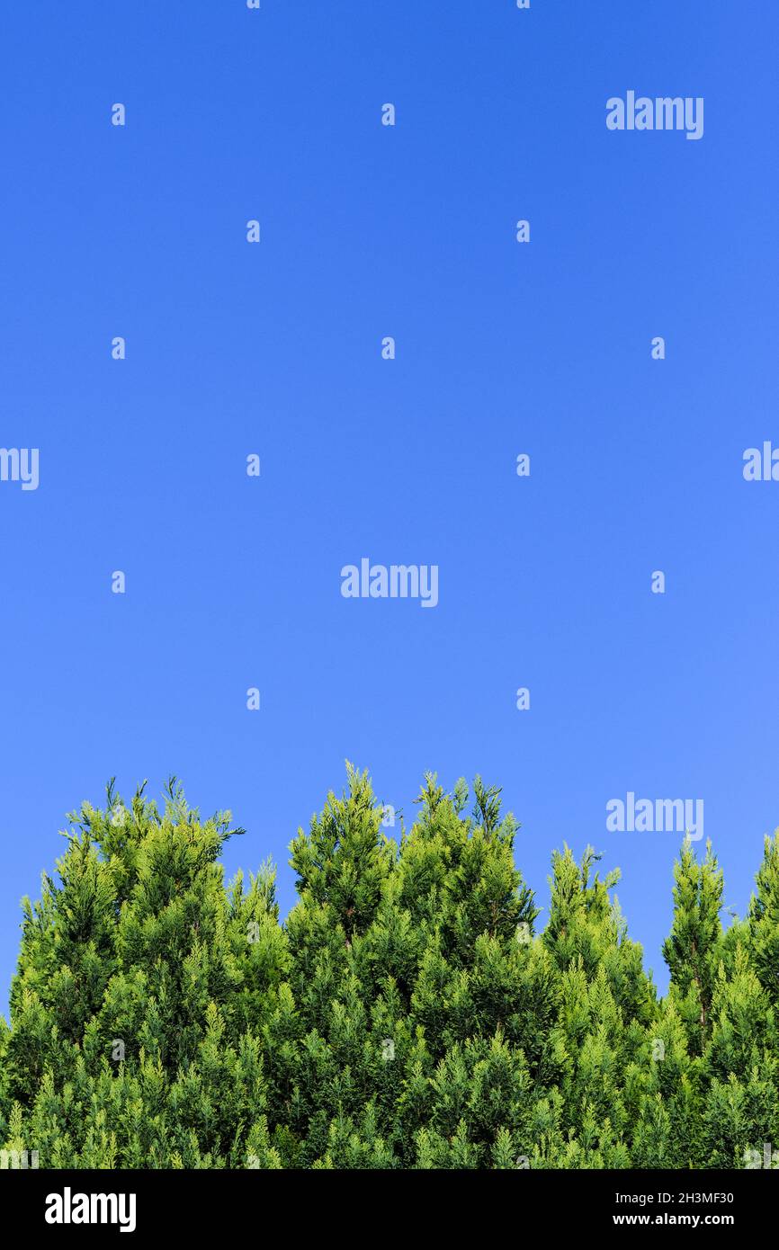 Green of conifers hi-res stock photography and images - Alamy