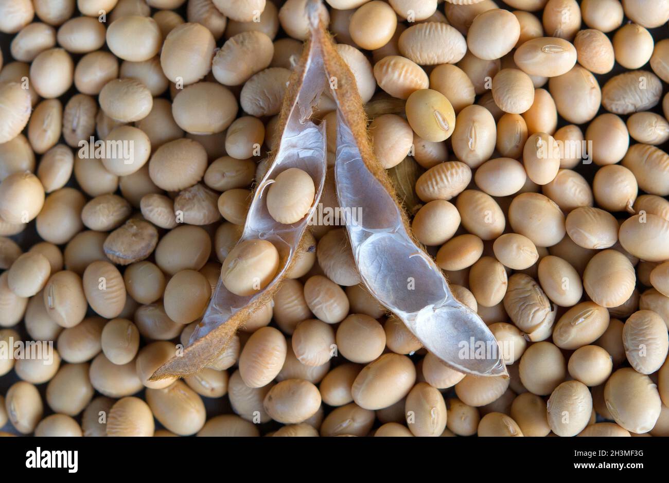 Soybean Pod
