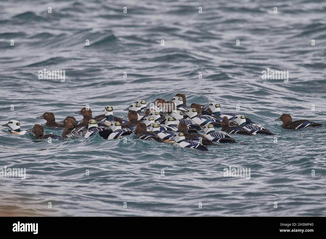 Pinto duck hi-res stock photography and images - Alamy