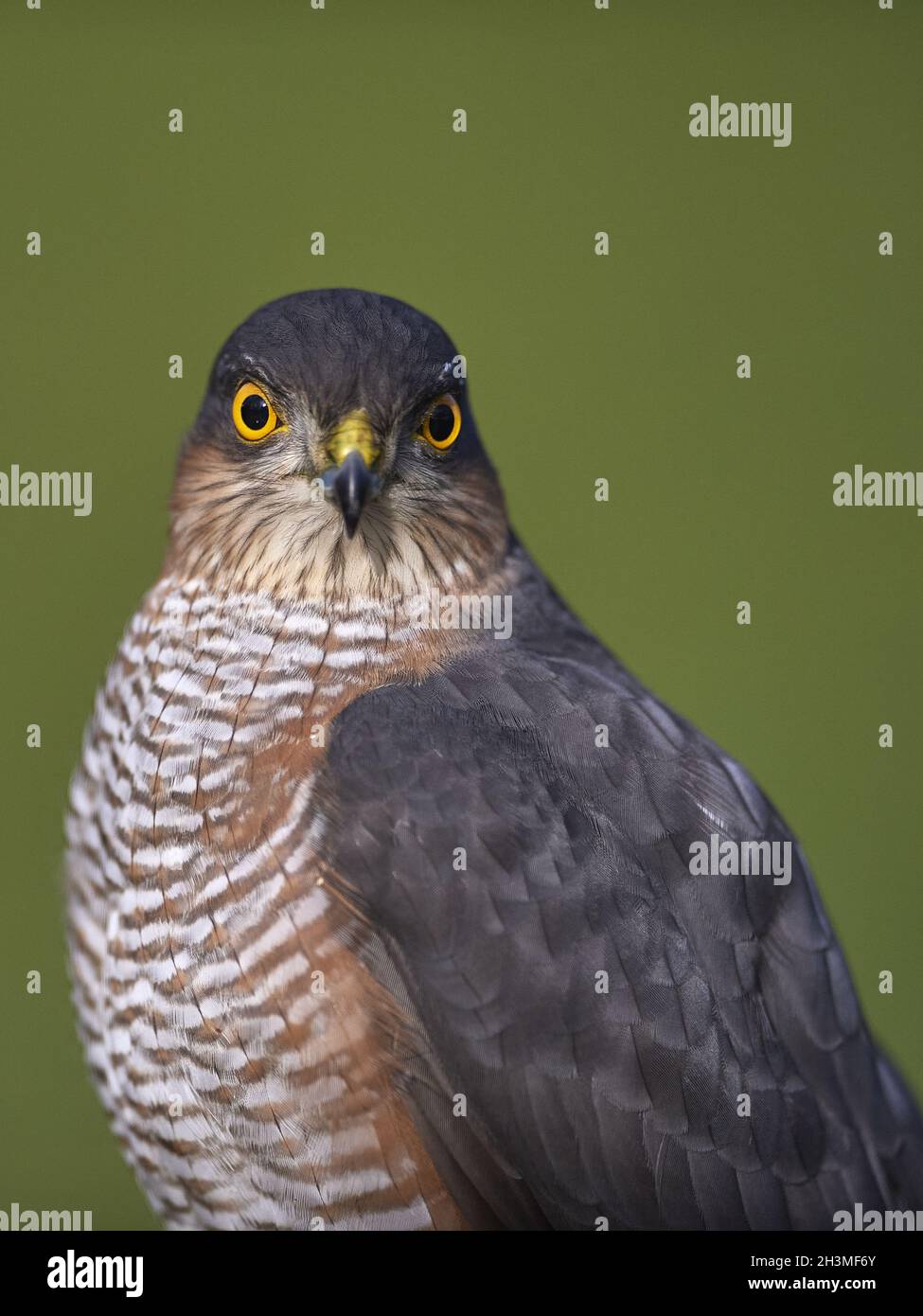 Male sparrowhawks hi-res stock photography and images - Alamy