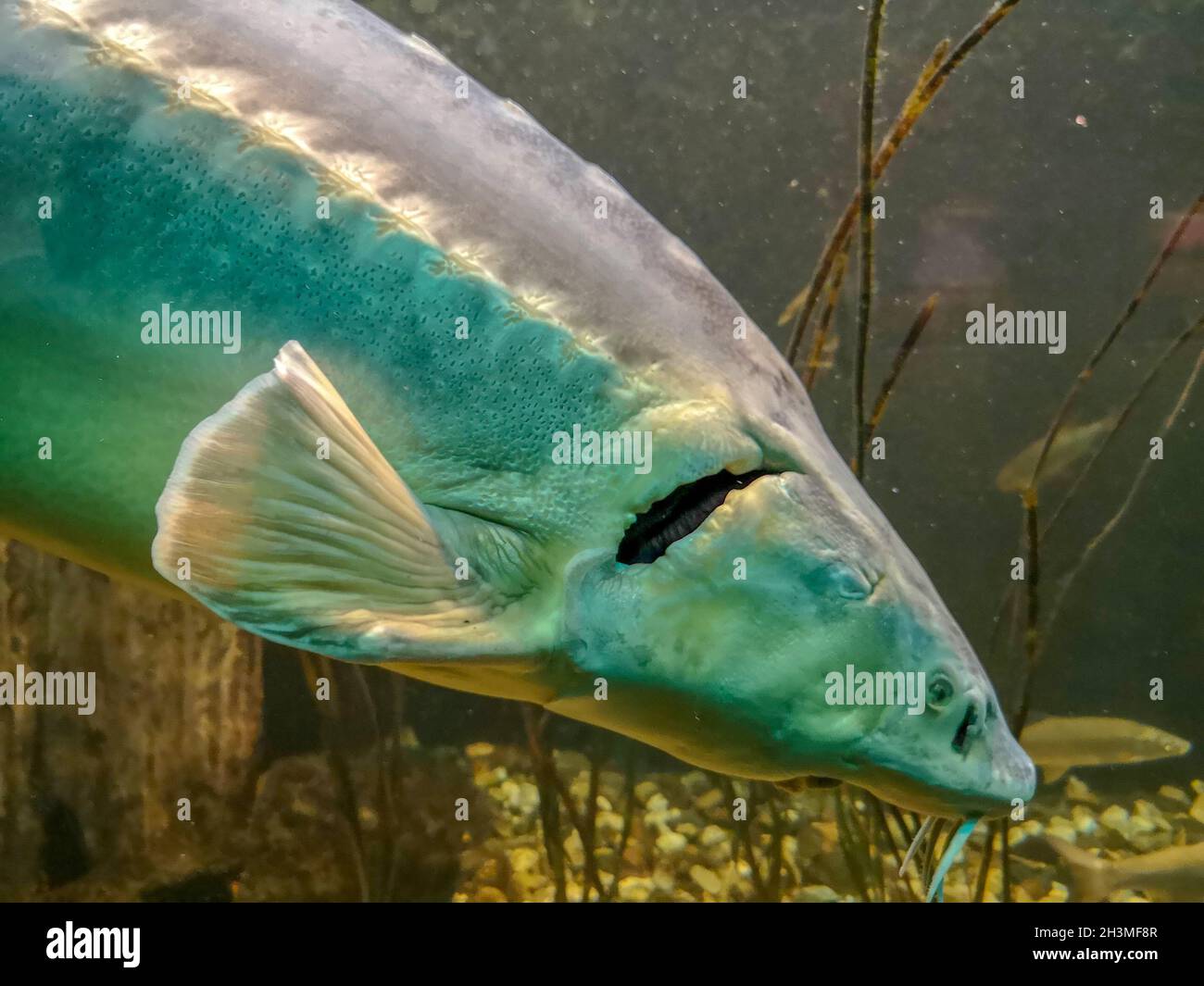 Close-up shot of a giant turquoise fish in the water Stock Photo - Alamy