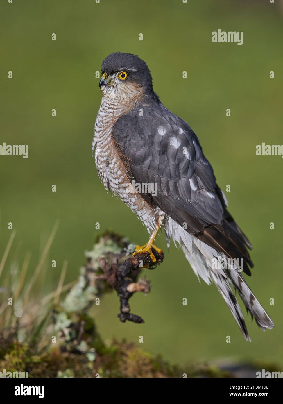 Goshawk sparrow hawk hi-res stock photography and images - Alamy