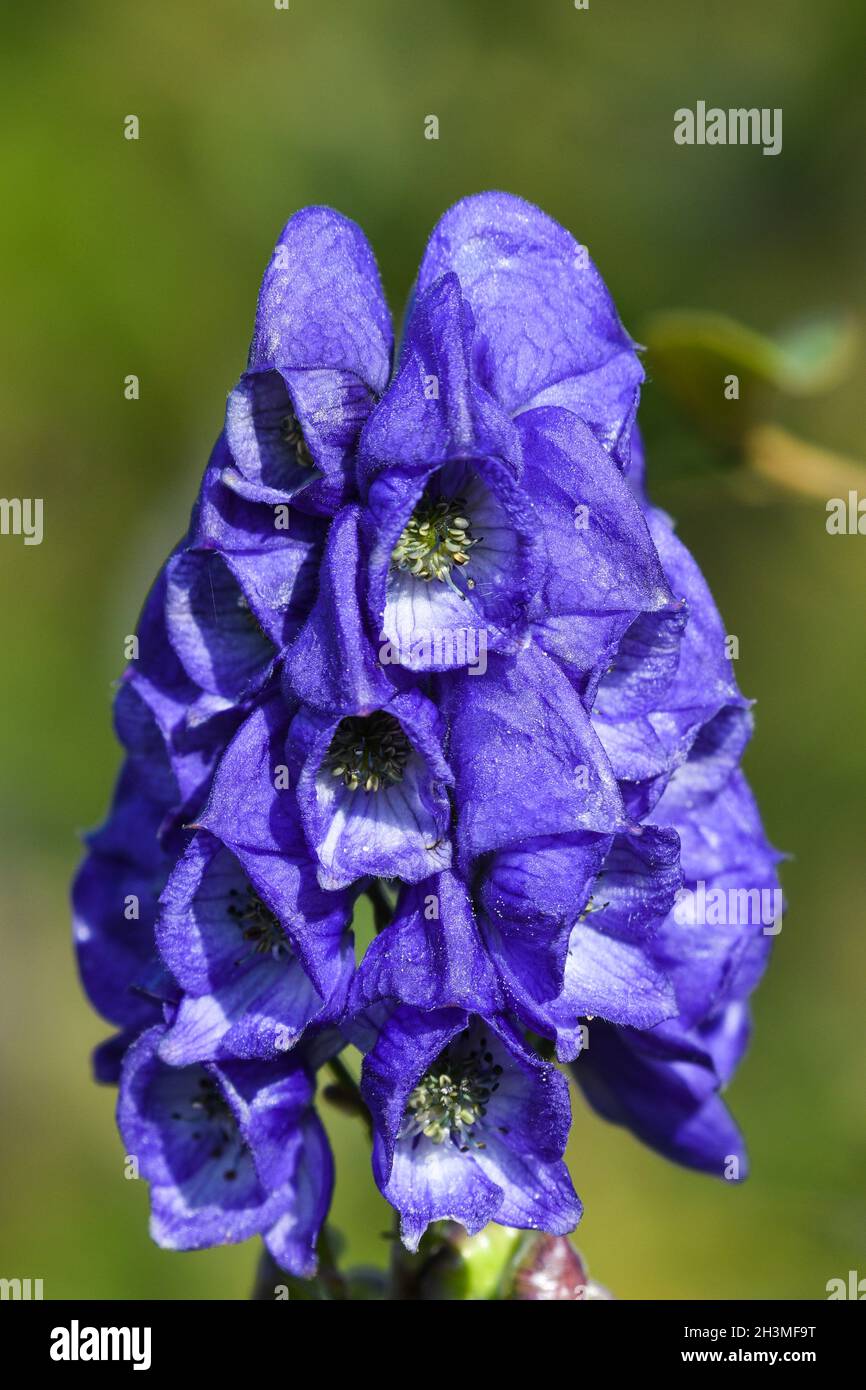 Garden monkshood hi-res stock photography and images - Alamy