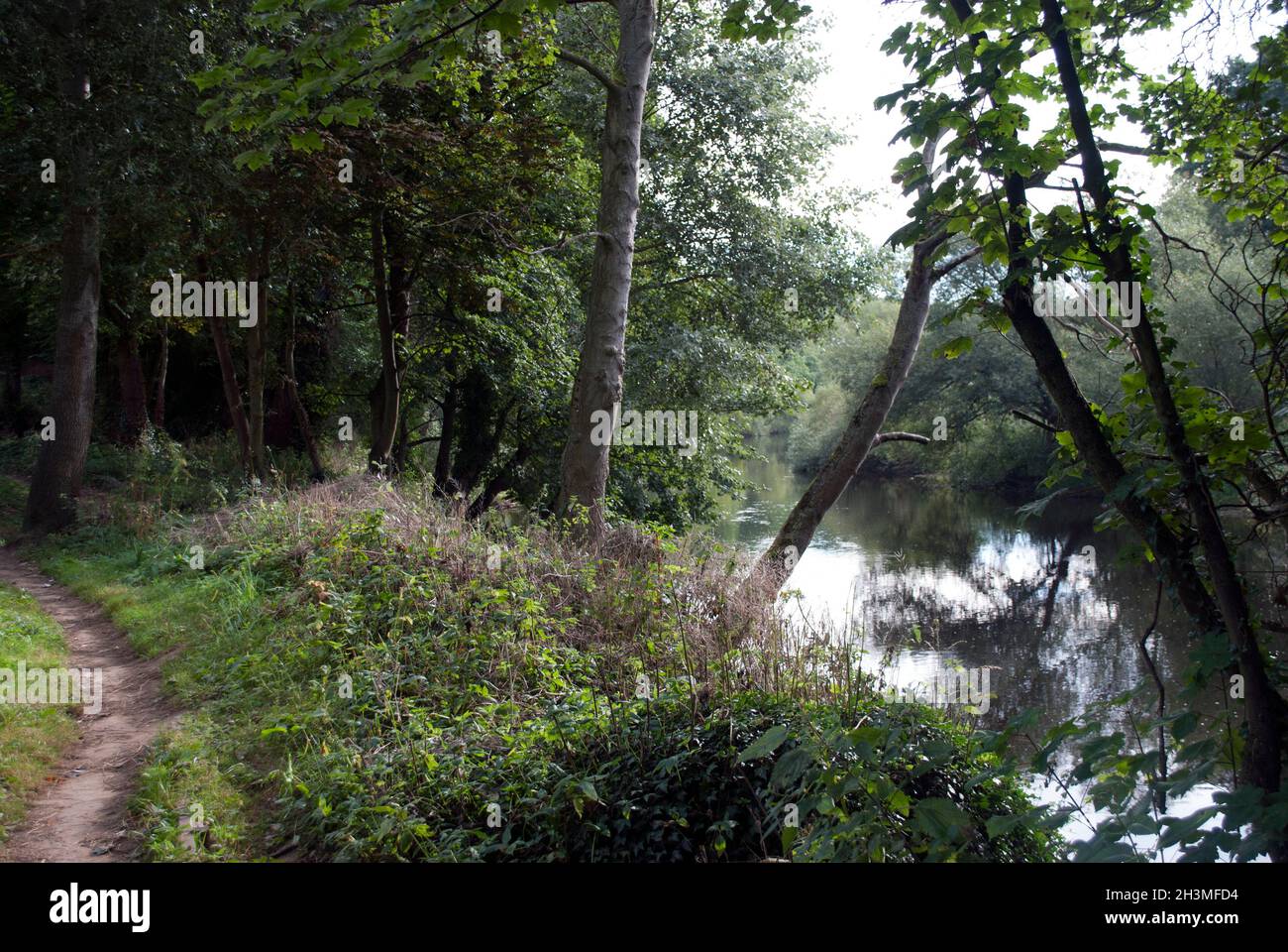 Row trees in middle hi-res stock photography and images - Alamy