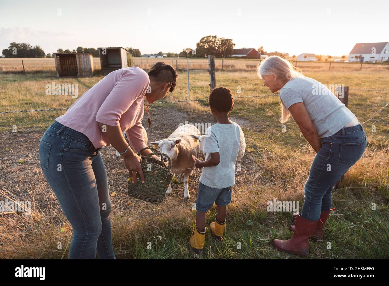 Mother and son feeding sheep by senior woman at farm Stock Photo - Alamy