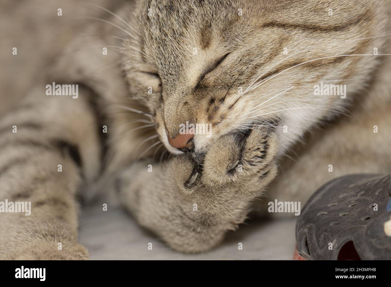 Adorable sleepy gray cat yawning and closing her mouth with a furry paw ...