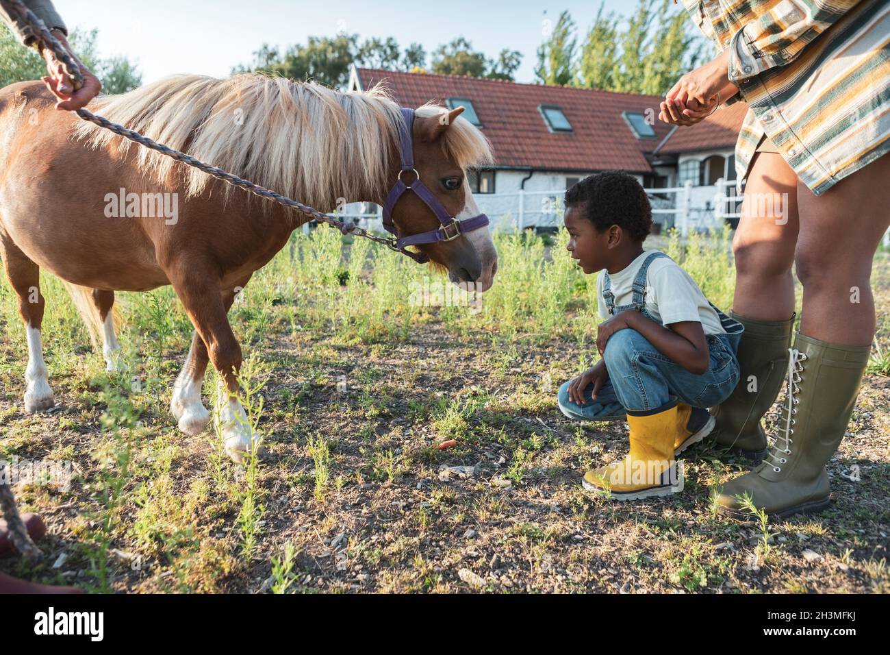 Boy crouching while looking at pony with family Stock Photo - Alamy
