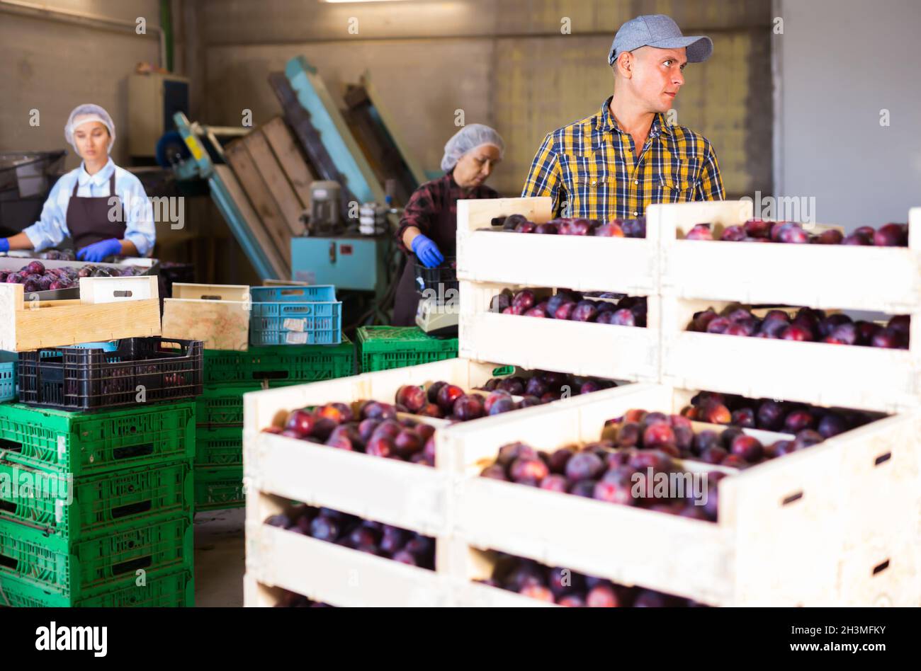 Man stacking boxes with plums in fruit storage Stock Photo - Alamy