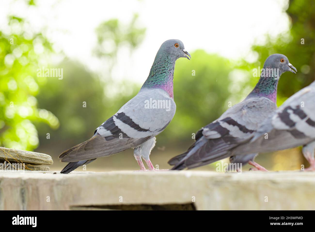 Beautiful pigeons in the park with bokeh lights in the background Stock ...