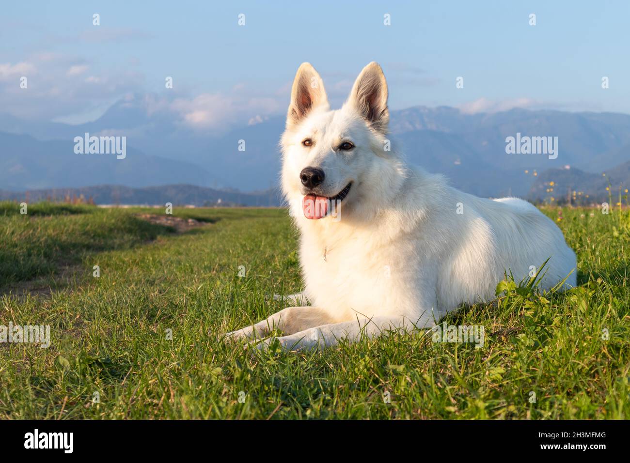 Swiss white sheppard hi-res stock photography and images - Alamy
