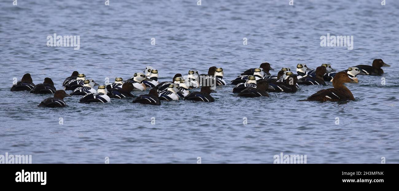 Pinto duck hi-res stock photography and images - Alamy