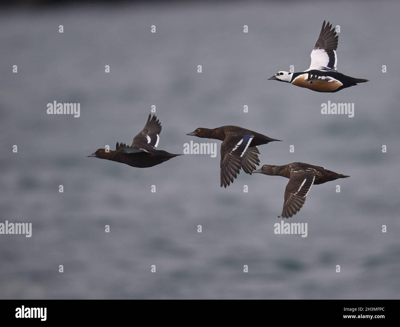 Pinto duck hi-res stock photography and images - Alamy