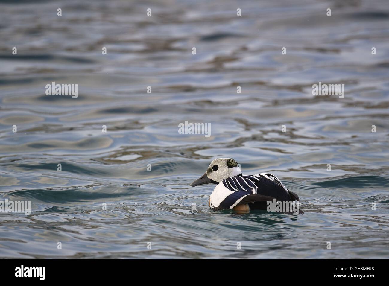 Pinto duck hi-res stock photography and images - Alamy