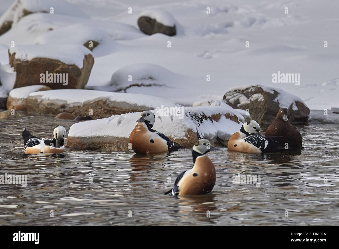 Pinto duck hi-res stock photography and images - Alamy