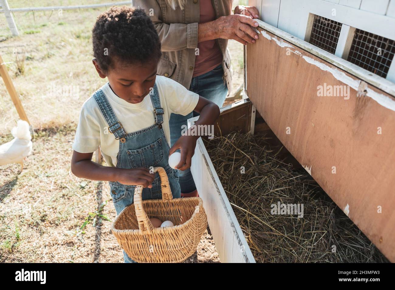 Boy collecting eggs in basket with grandmother from chicken coop Stock ...