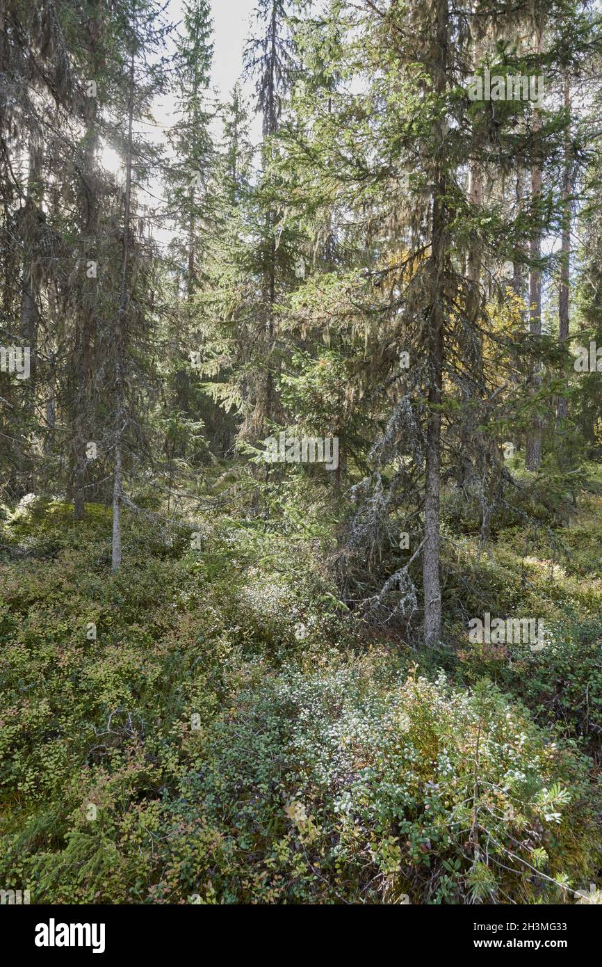 Nationalpark hamra hi-res stock photography and images - Alamy