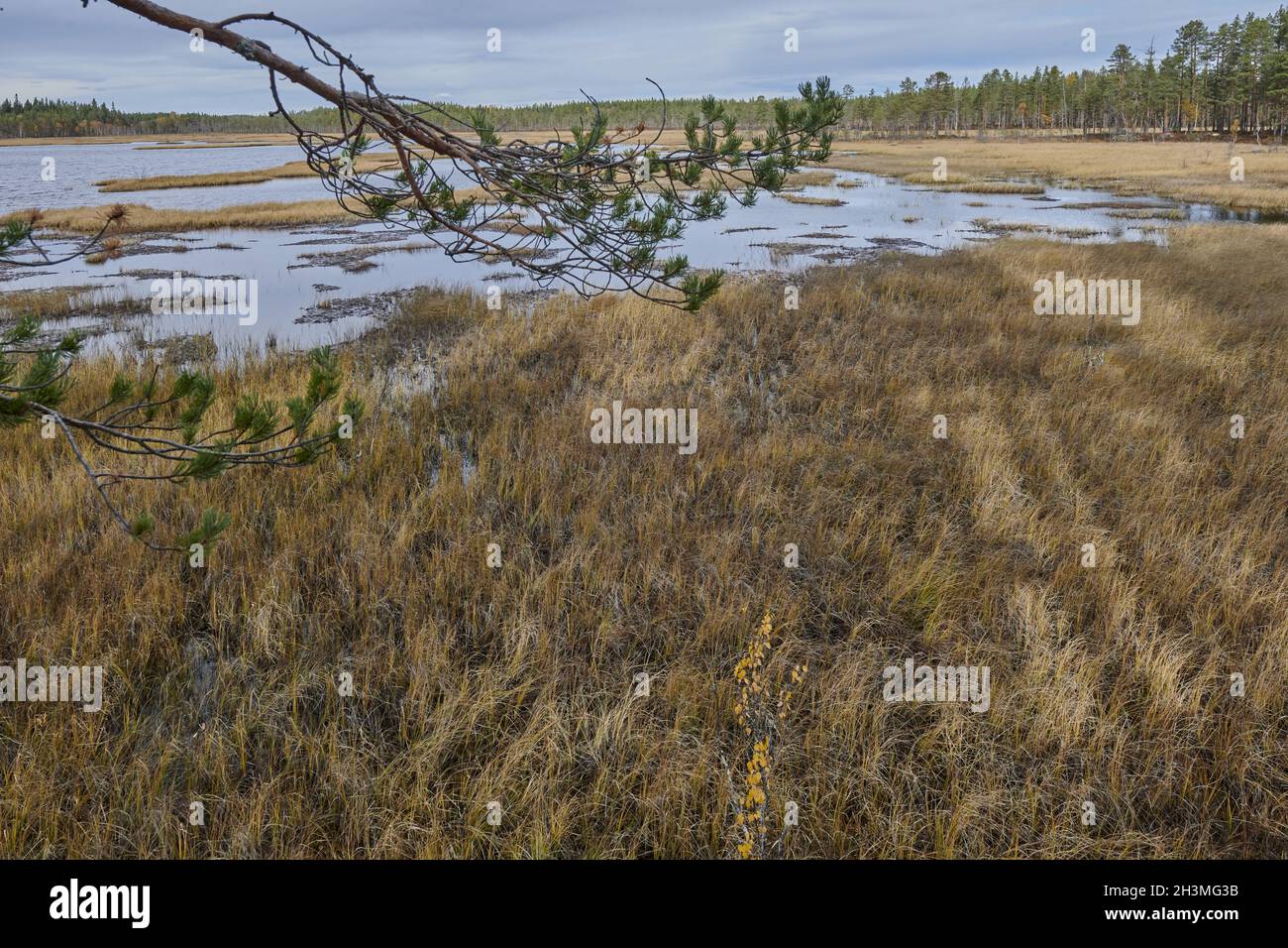 Nationalpark hamra hi-res stock photography and images - Alamy