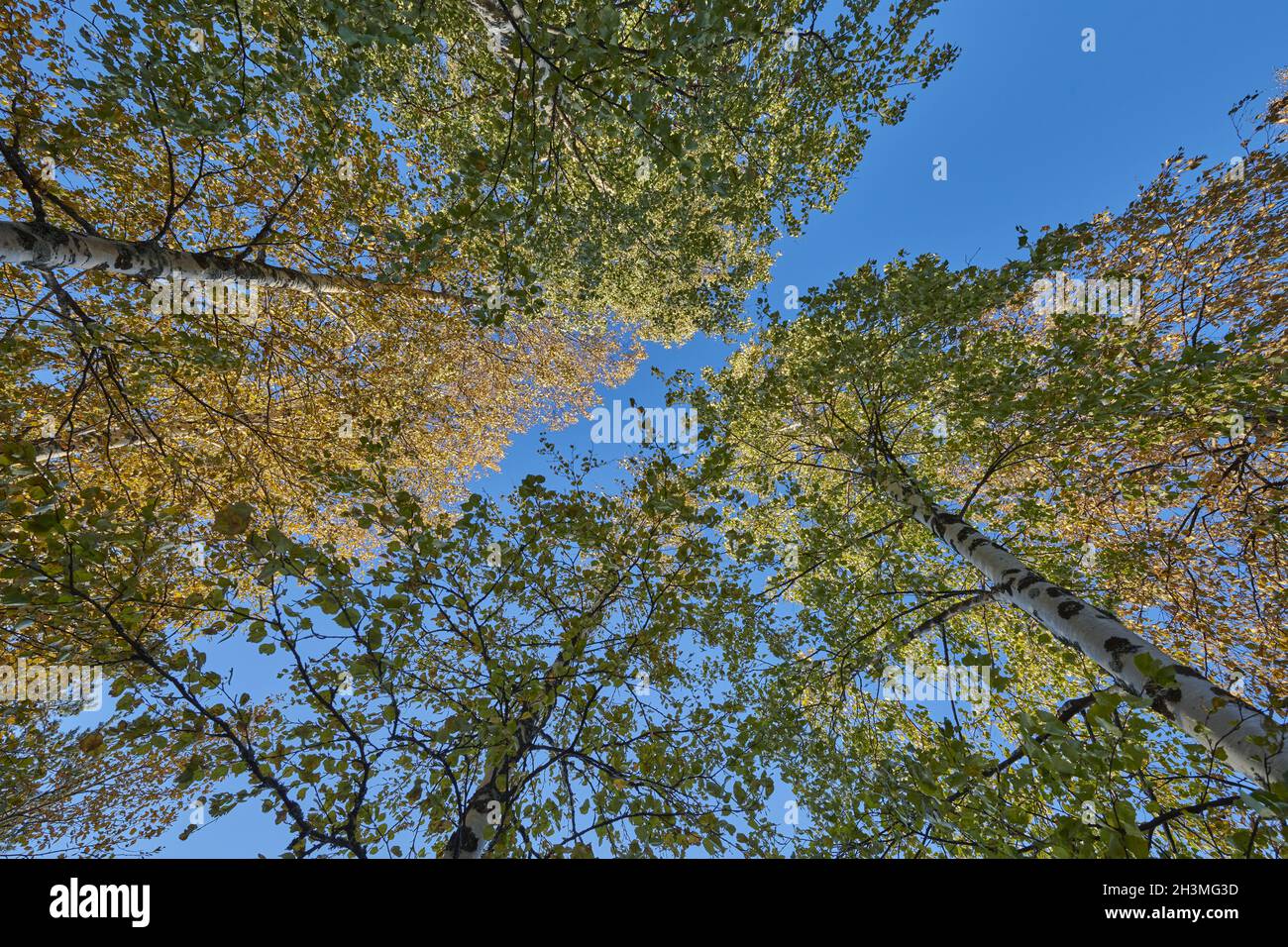 Nationalpark hamra hi-res stock photography and images - Alamy