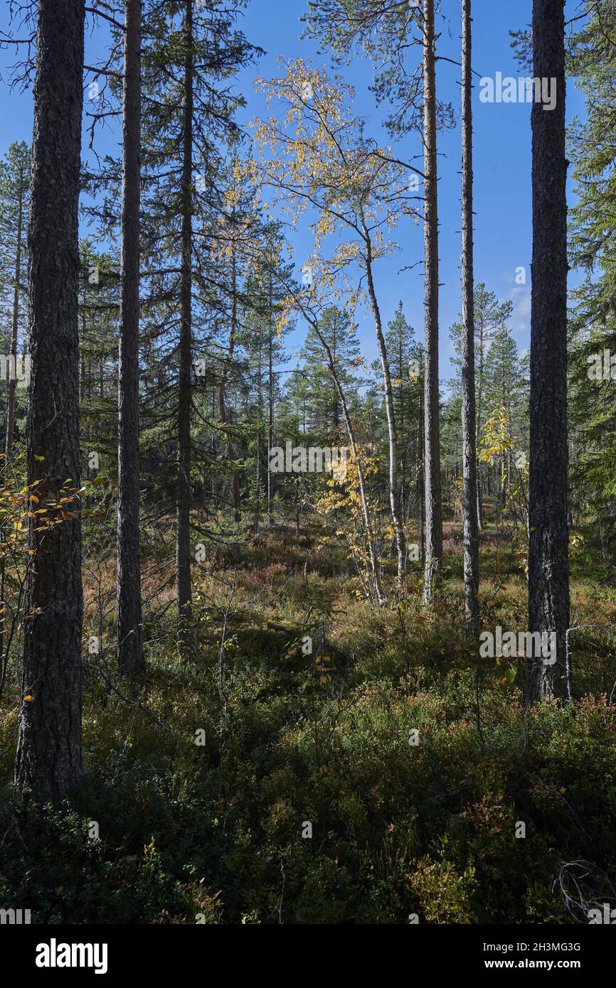Nationalpark hamra hi-res stock photography and images - Alamy
