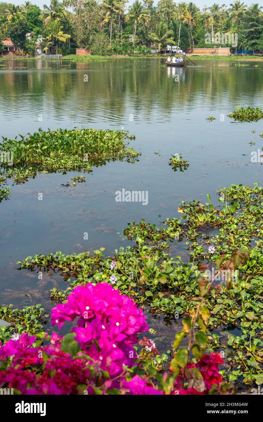 A narrow channel of water covered with lilies separating the mainland ...