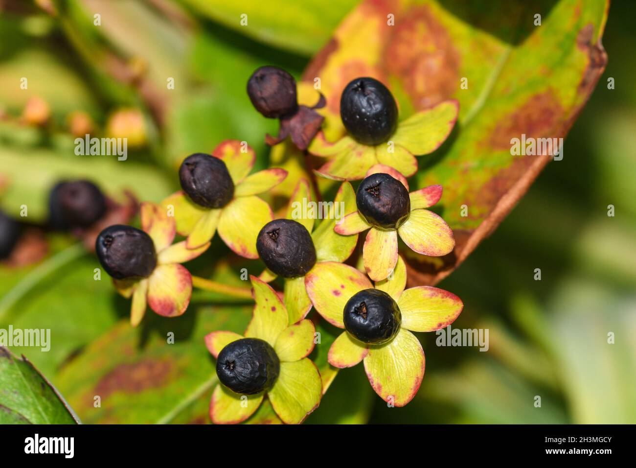 Horticulture seed hi-res stock photography and images - Alamy
