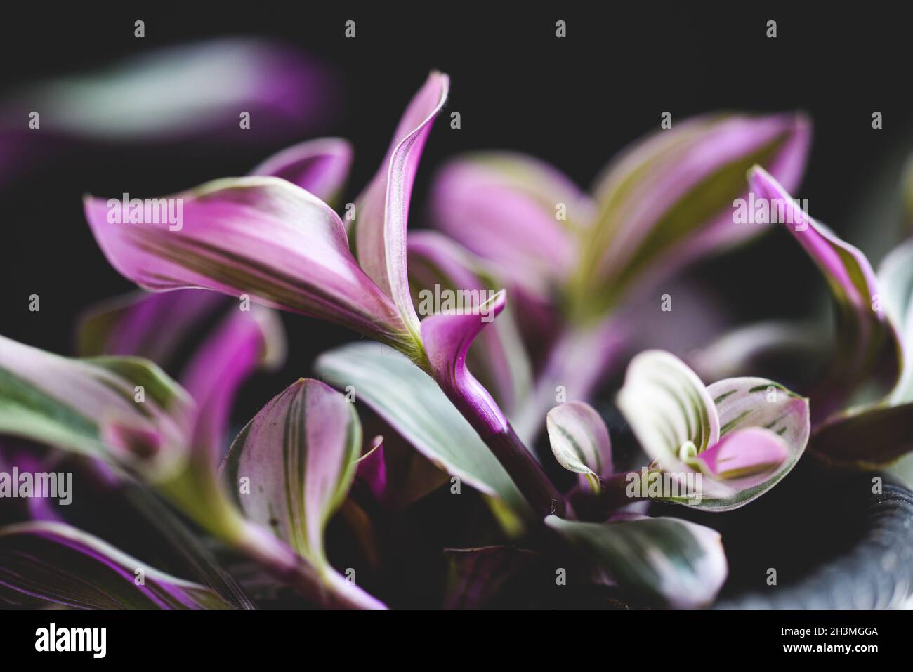Close up of green and purple leaves of nanuk tradescantina plant Stock ...