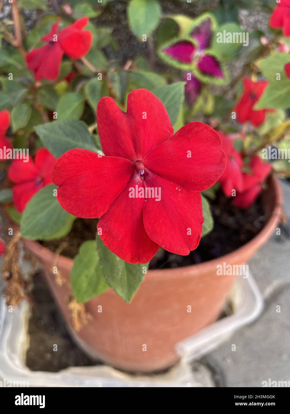 Pink busy lizzy hi-res stock photography and images - Alamy