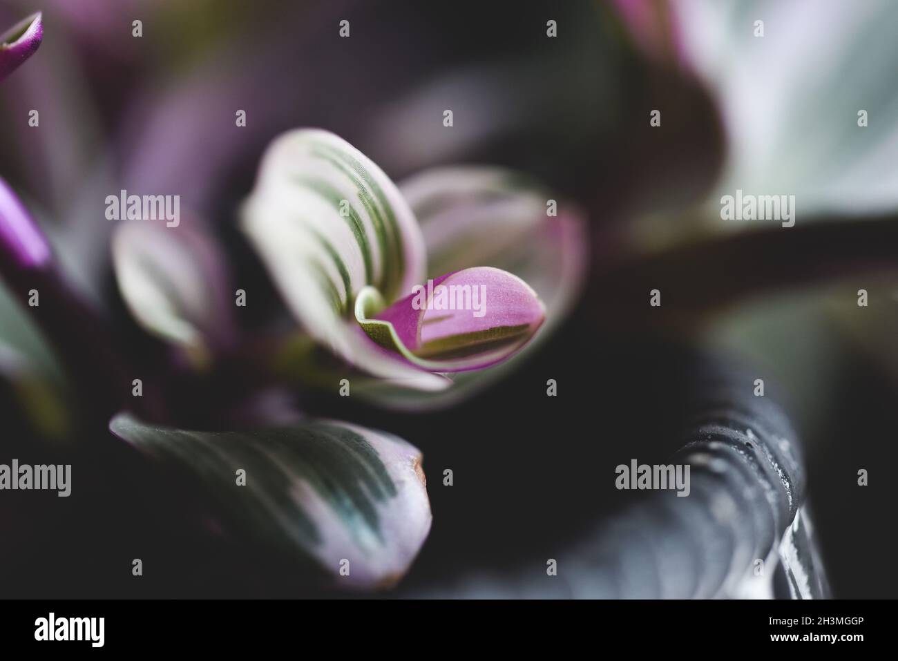 Beautiful striped leaves hi-res stock photography and images - Alamy