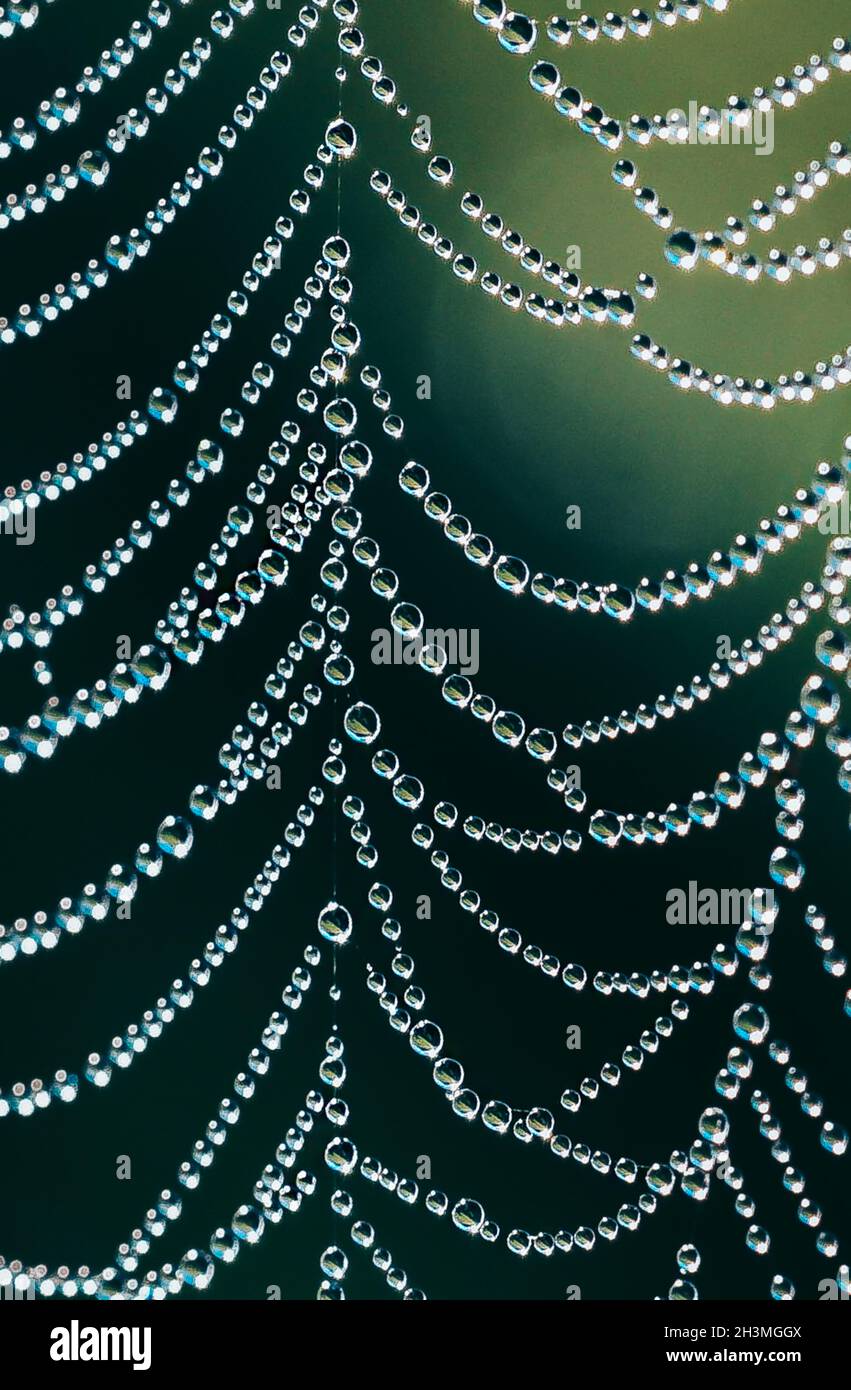 Macro image of the strands of a dew covered spider web Stock Photo - Alamy
