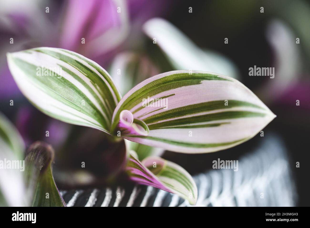 Close up of green and purple leaves of nanuk tradescantina plant Stock ...