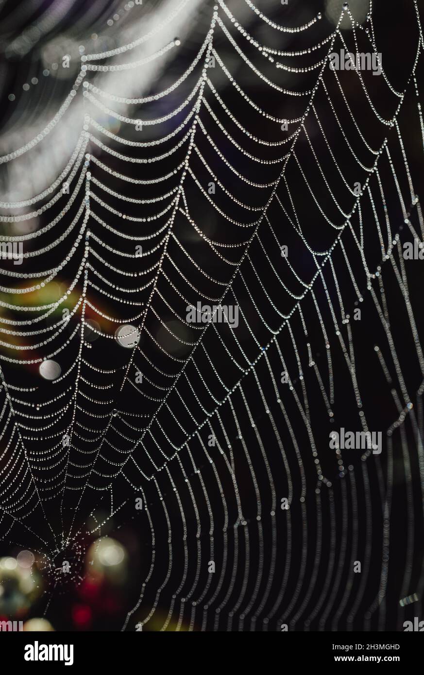 Macro image of the strands of a dew covered spider web Stock Photo - Alamy