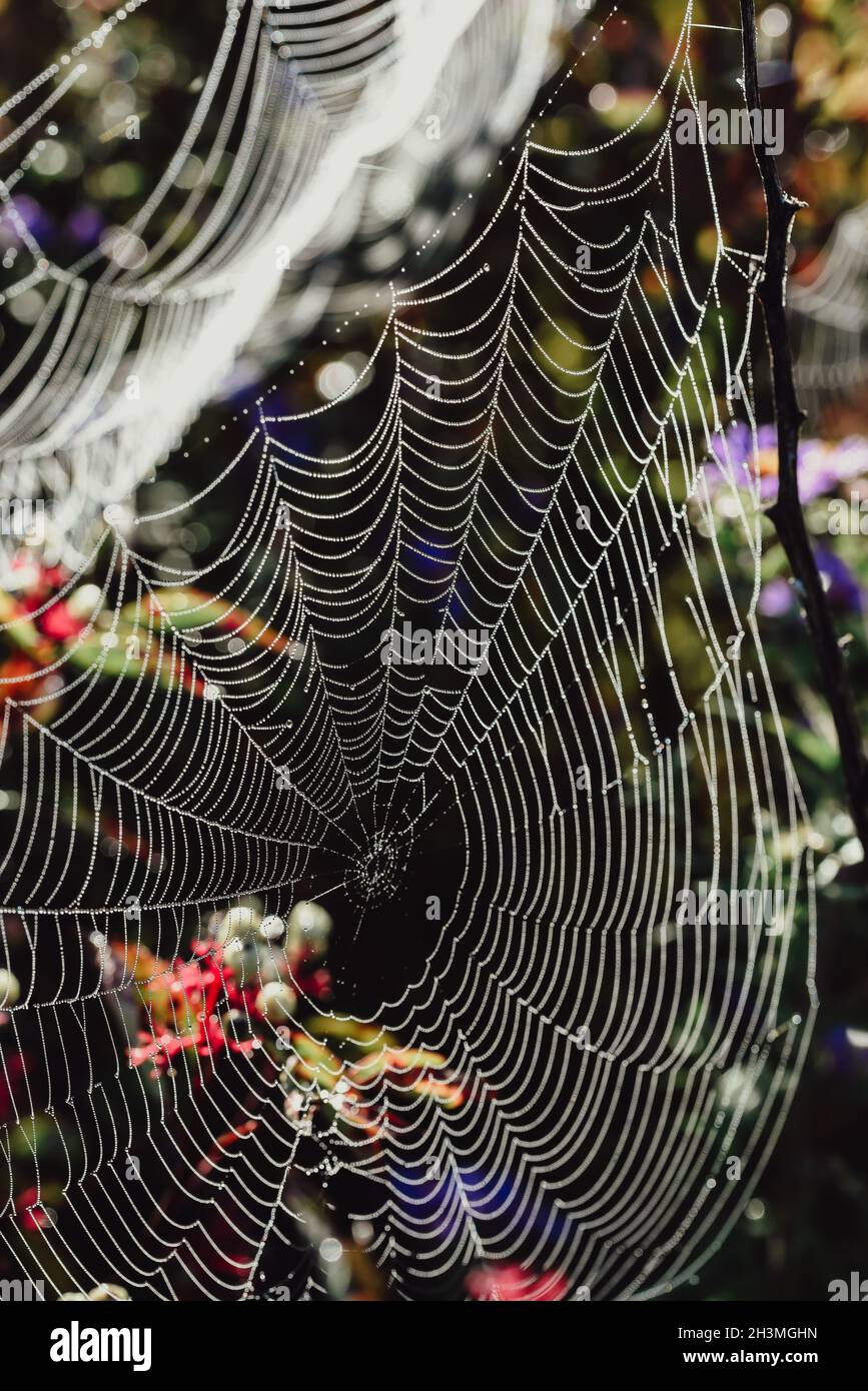 Macro image of the strands of a dew covered spider web Stock Photo - Alamy
