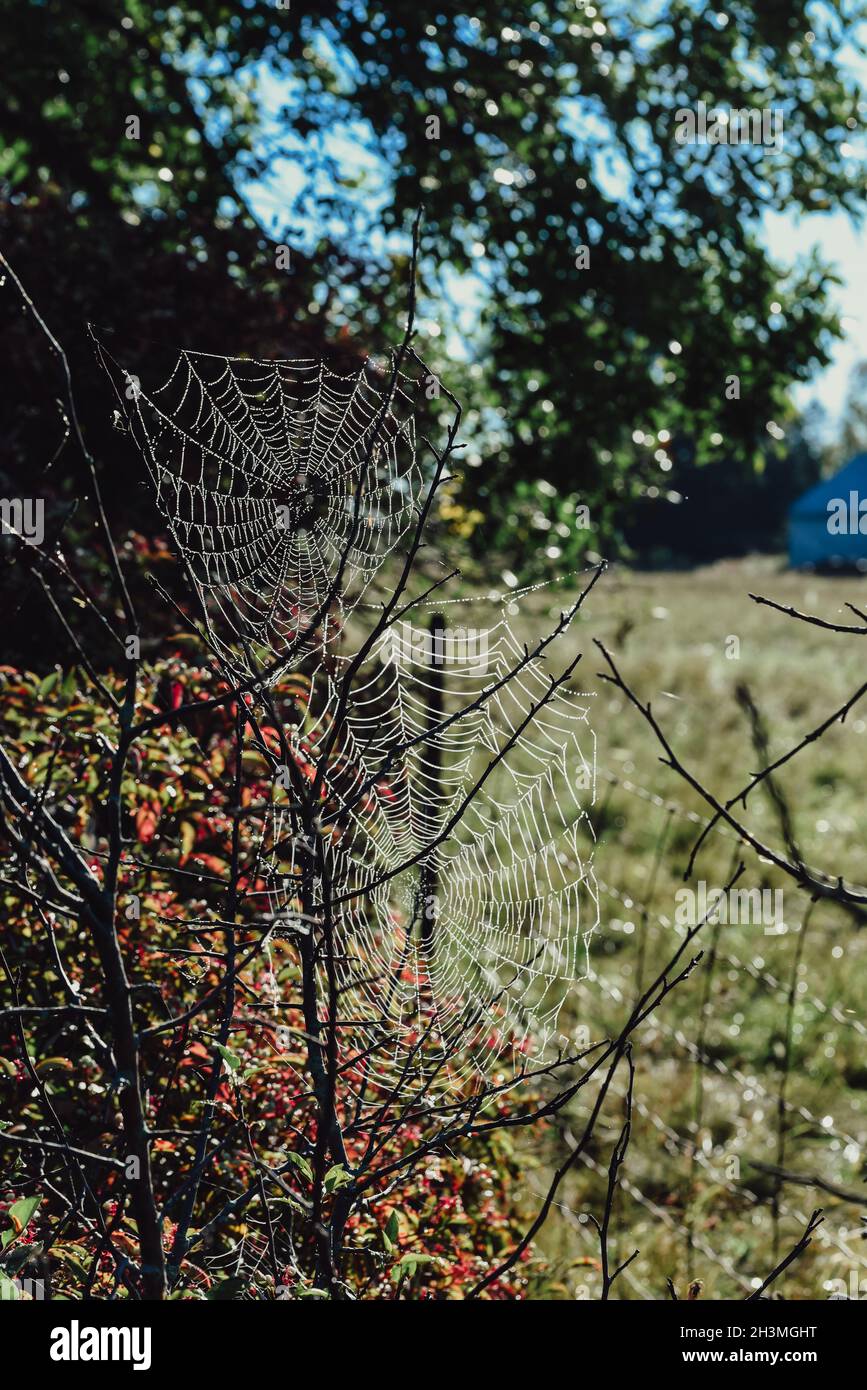 Spider web on bushes hi-res stock photography and images - Alamy