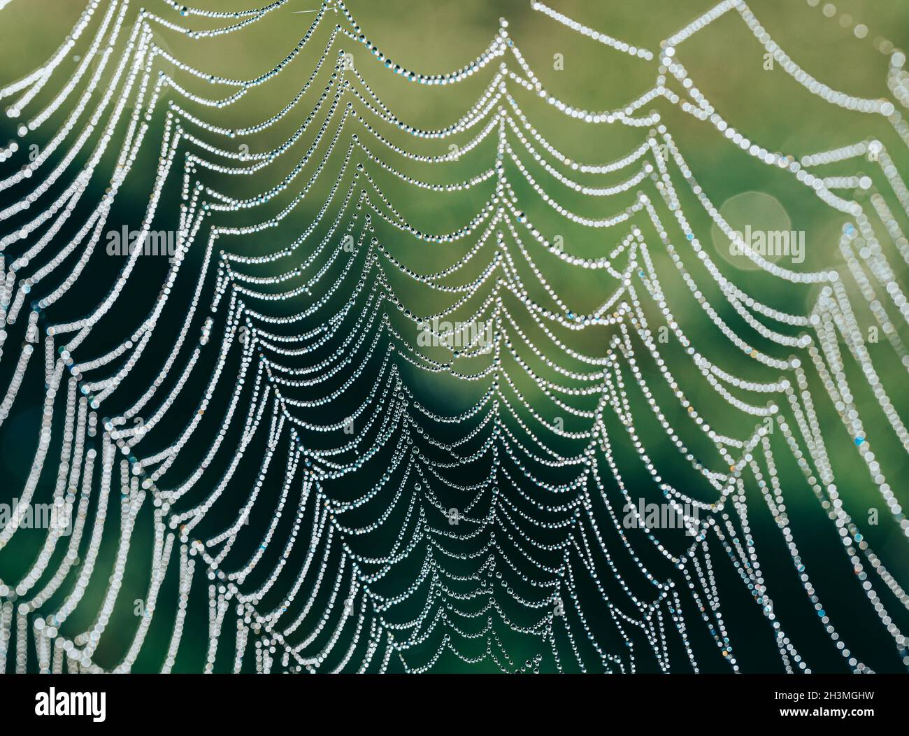 Macro image of the strands of a dew covered spider web Stock Photo - Alamy