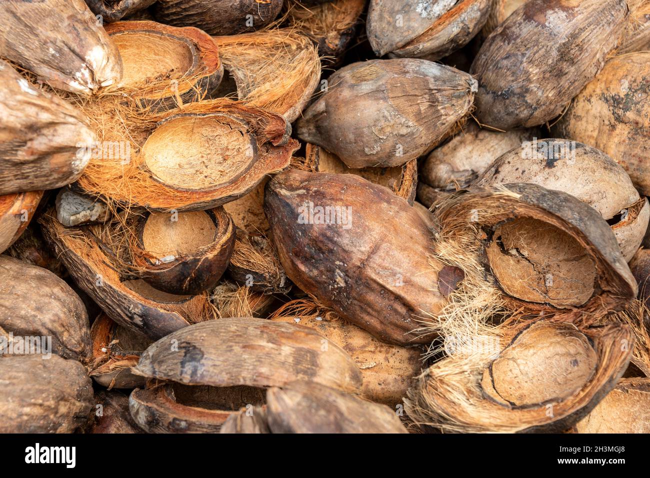 A large pile of coconut husks ready for chopping into small pieces at ...