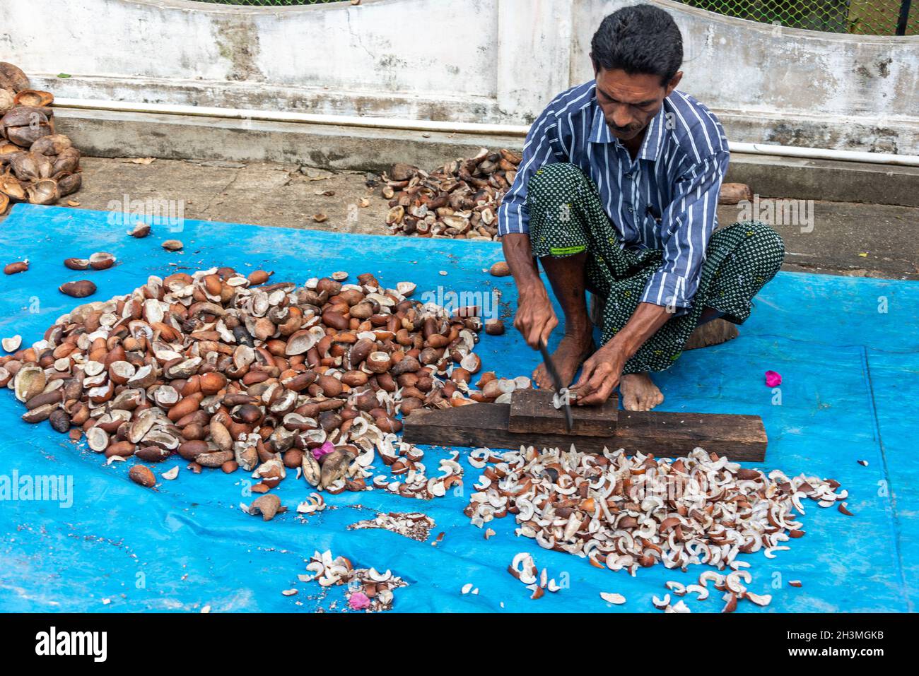 A cleaver is used for chopping a large pile of coconut husks into small ...