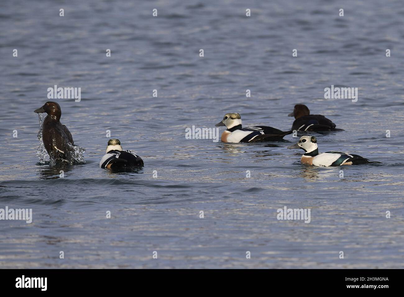 Pinto duck hi-res stock photography and images - Alamy