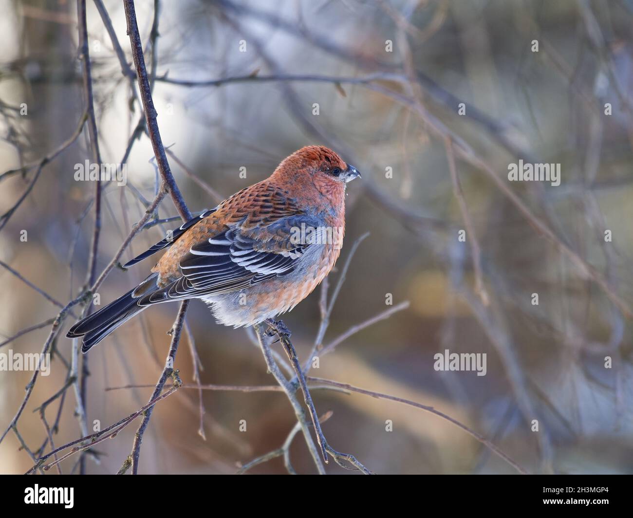 Yellow bird singing hi-res stock photography and images - Alamy