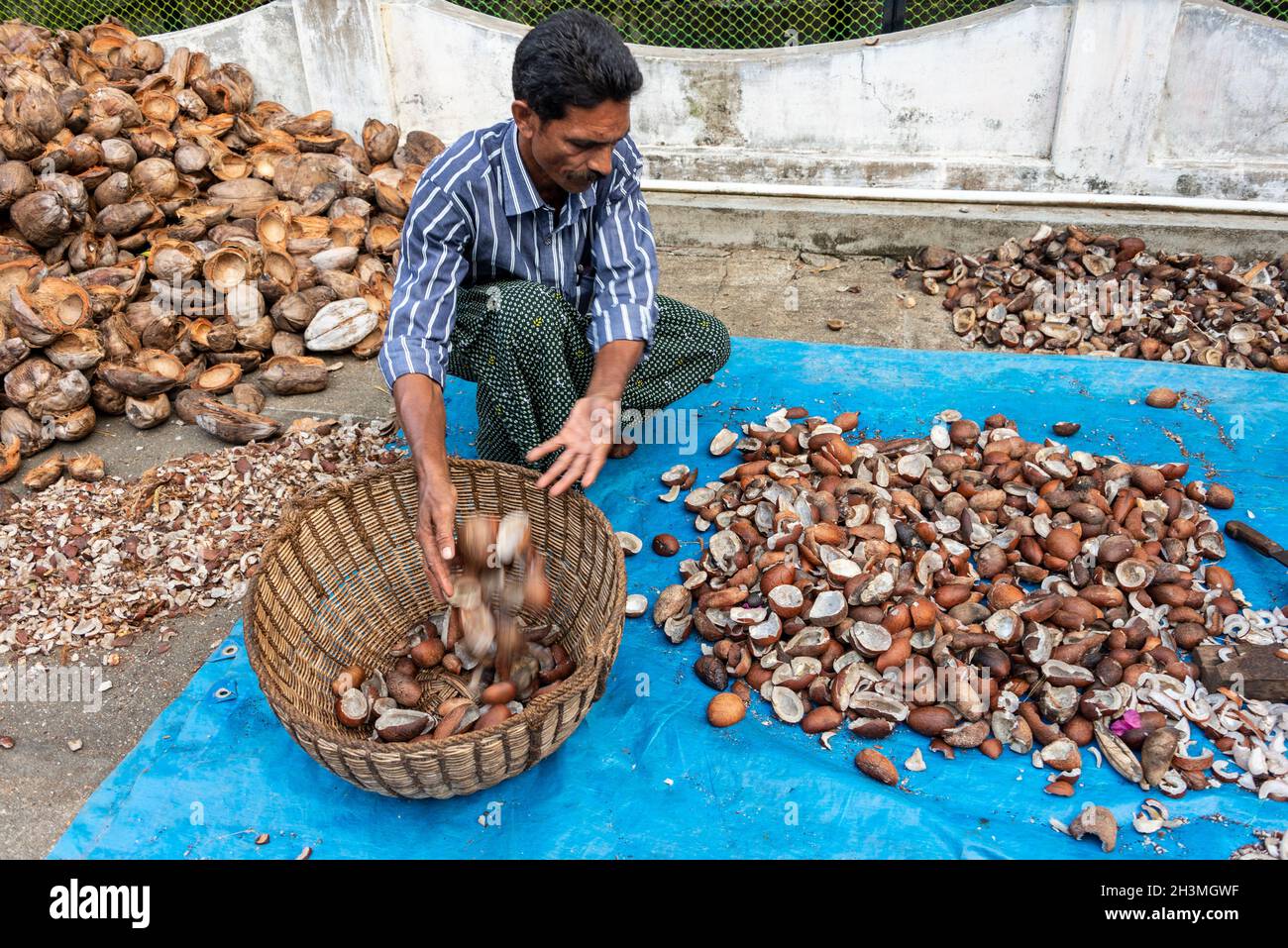 An Indian employee sorting out the coconut husks before chopping into ...