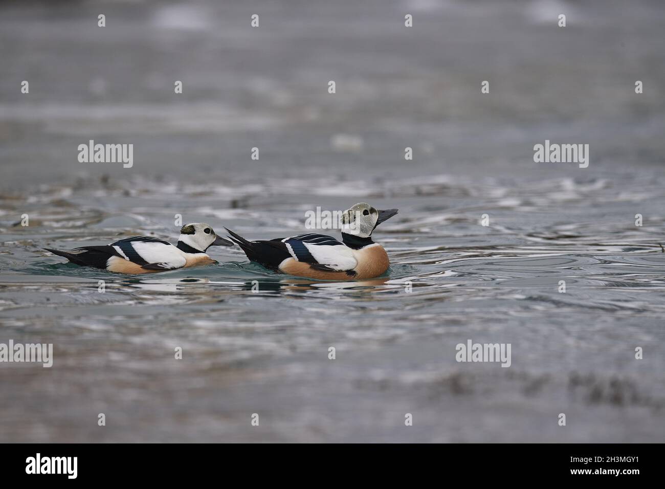 Pinto duck hi-res stock photography and images - Alamy