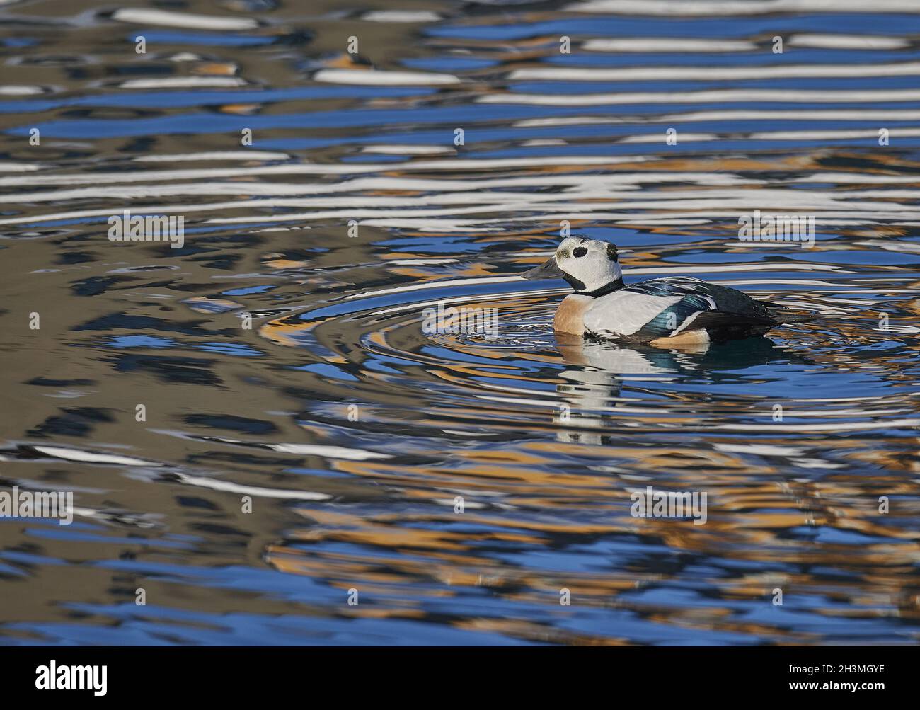 Pinto duck hi-res stock photography and images - Alamy