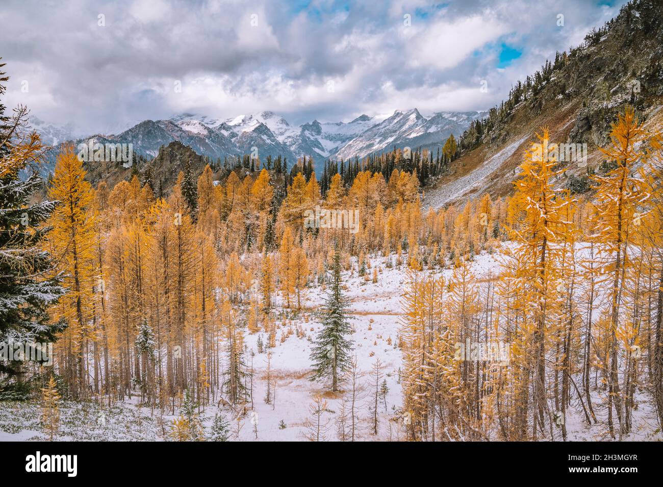 Golden Larches In The Fall With Snow Stock Photo - Alamy