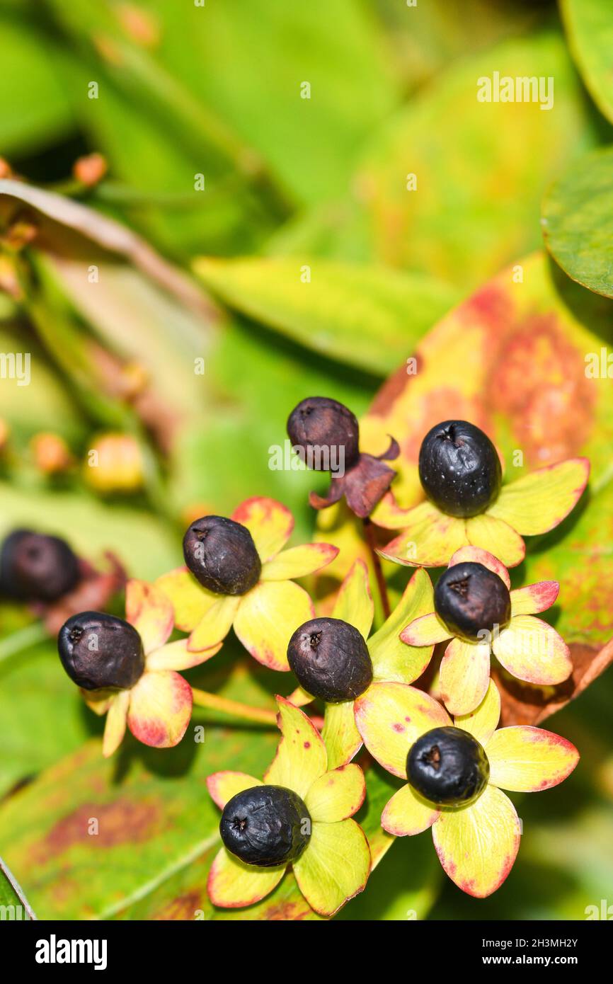 Horticulture seed hi-res stock photography and images - Alamy