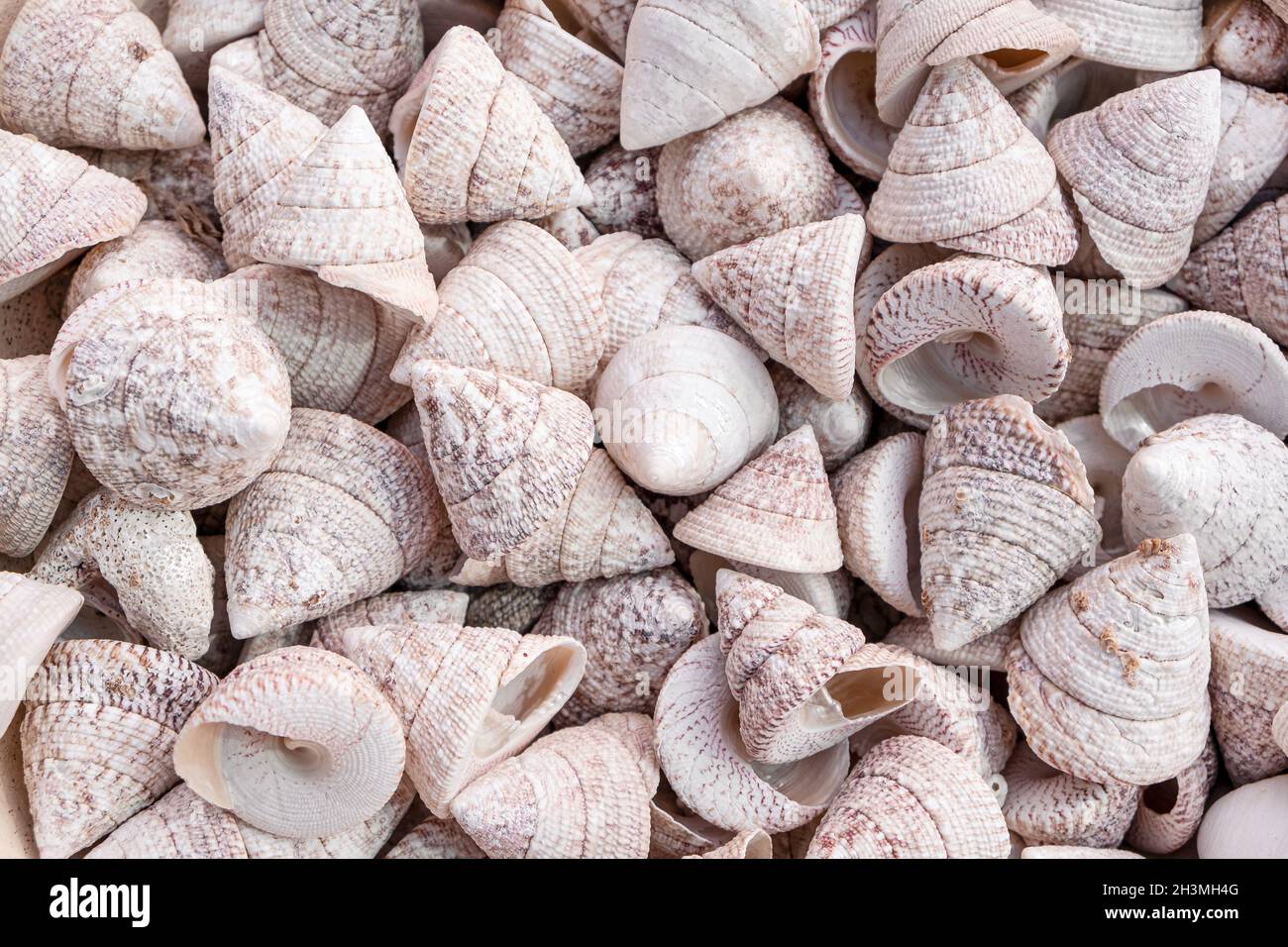 Seashells Natural Background, Aqua sea concept. Flat lay, top view ...