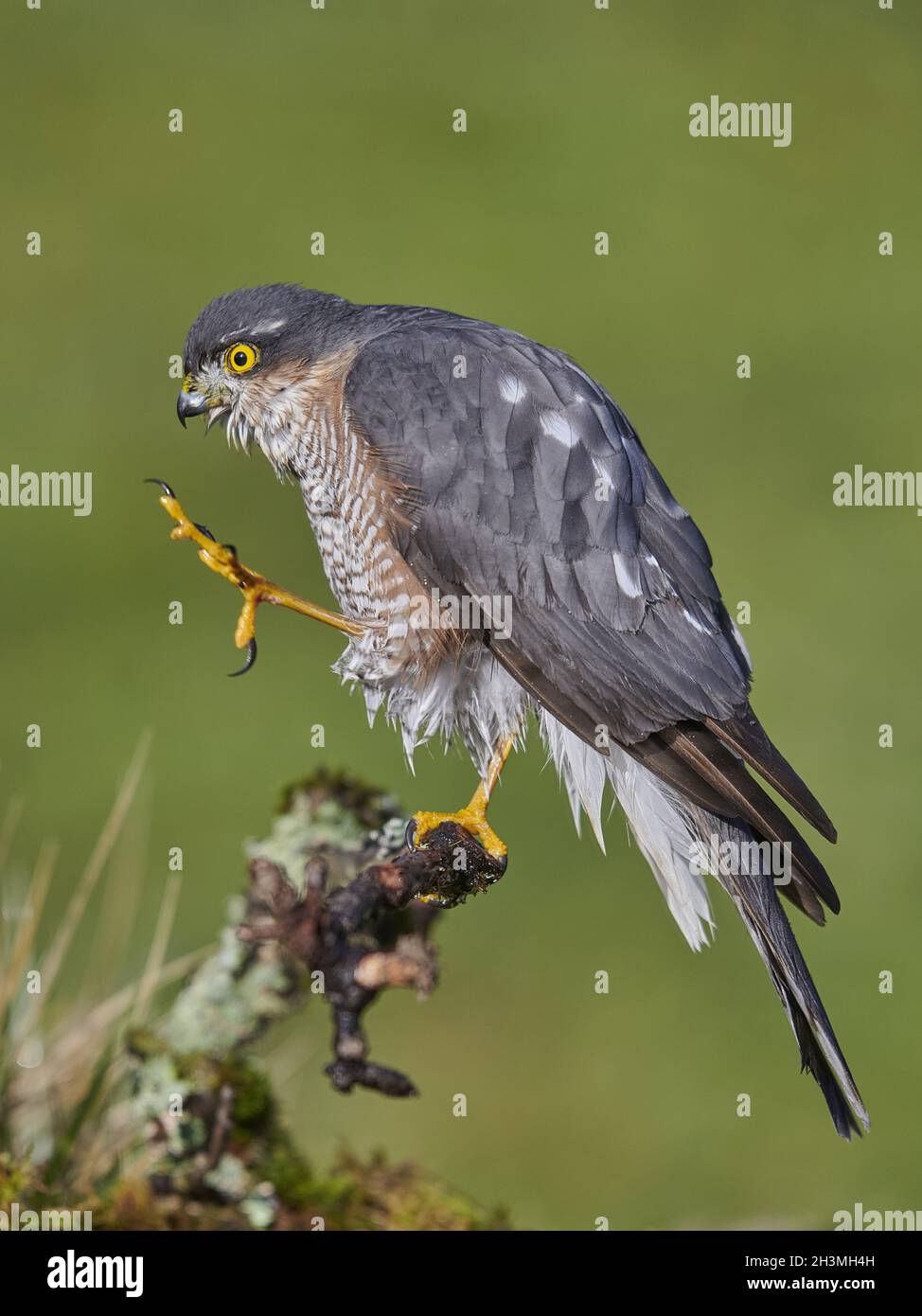 Eurasian sparrowhawk male bird hi-res stock photography and images - Alamy