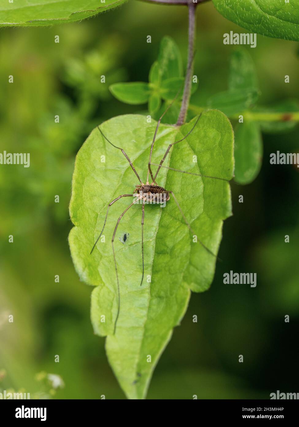 Common Harvestman on a Leaf Stock Photo - Alamy
